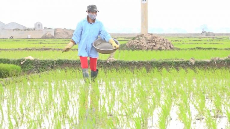 Phân đạm là gì? Công dụng và cách sử dụng phân đạm hiệu quả